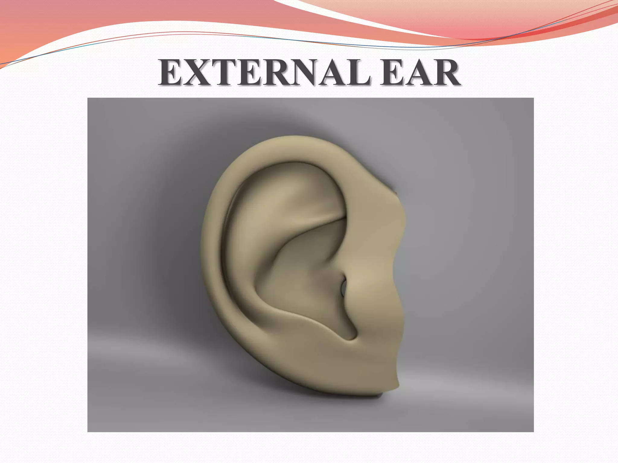 Anatomy Of Ear.pptx