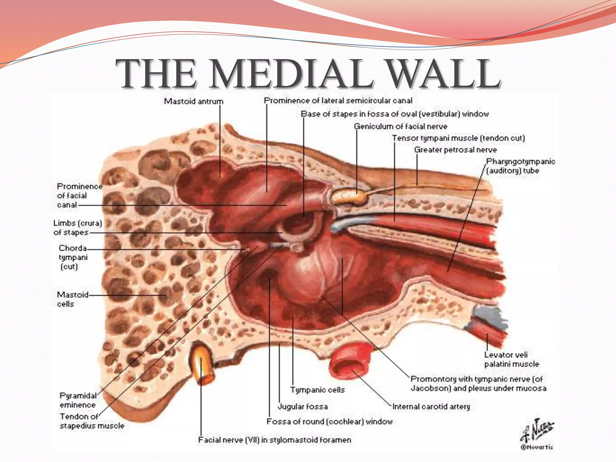Anatomy Of Ear.pptx