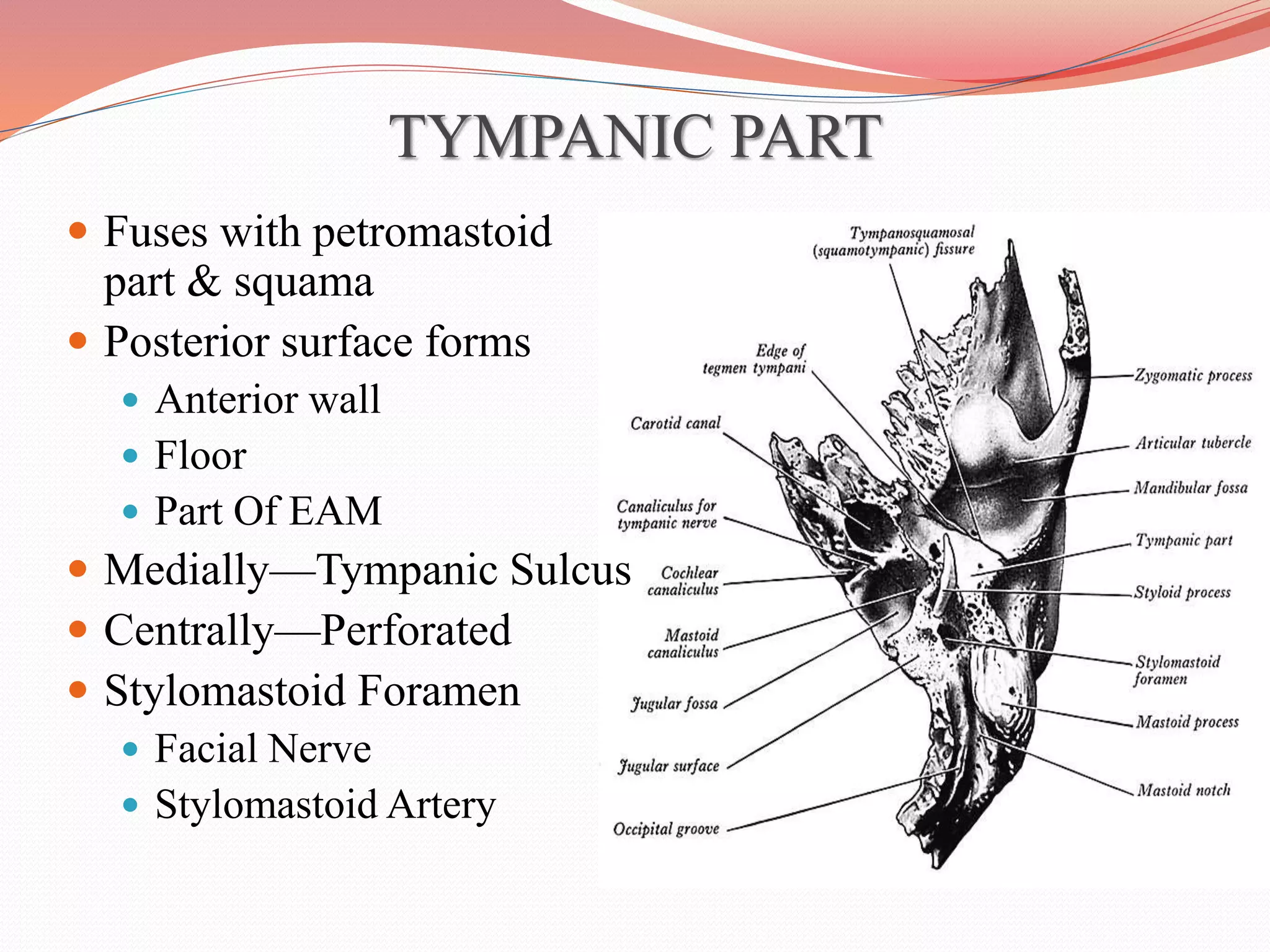 Anatomy Of Ear.pptx