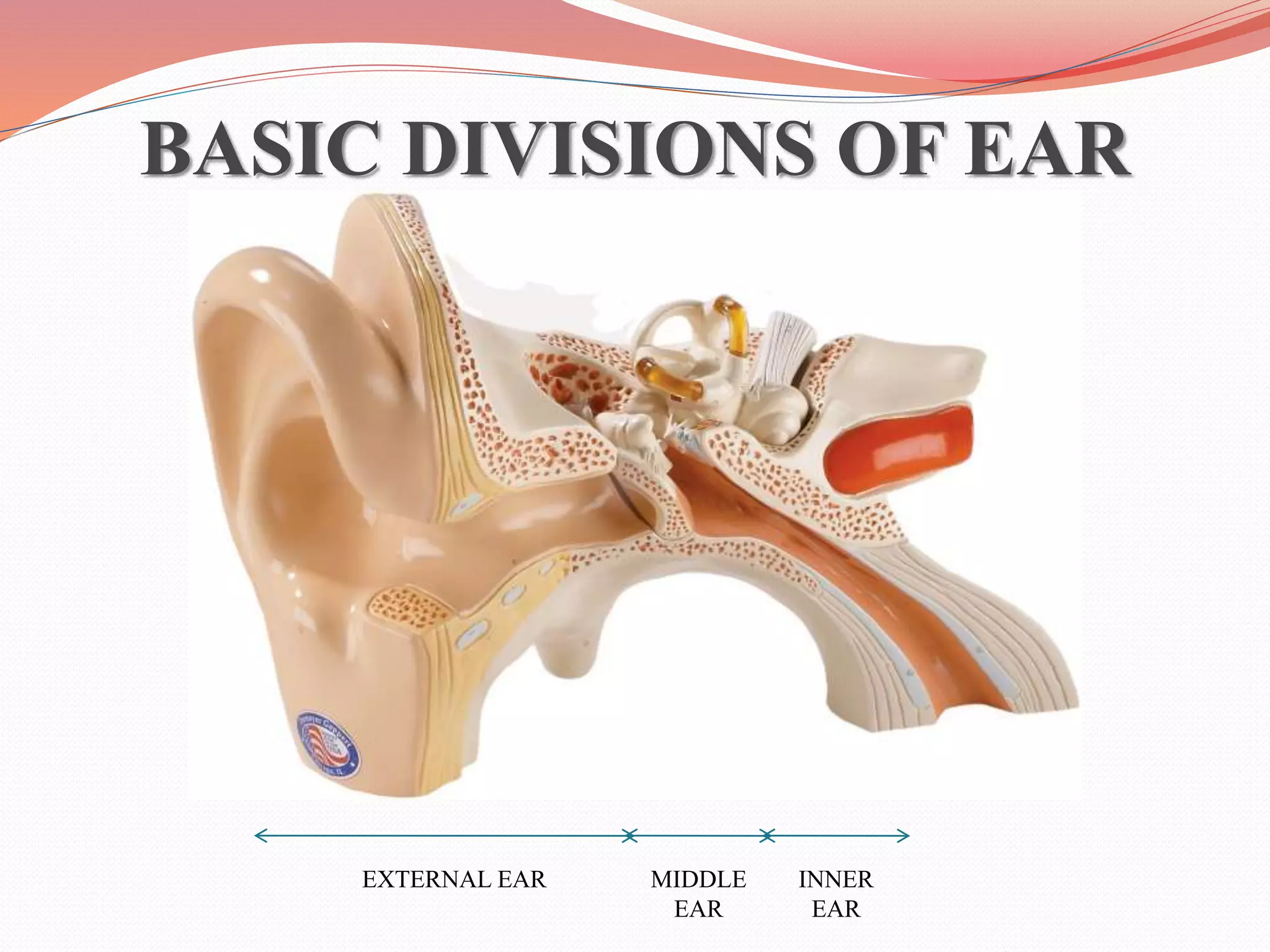 Anatomy Of Ear.pptx
