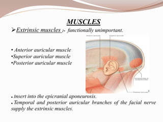 ANATOMY OF EAR.pptx