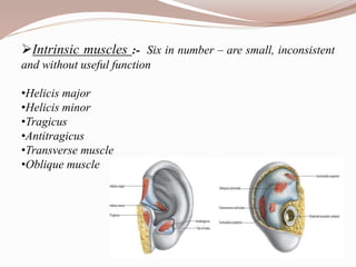 ANATOMY OF EAR.pptx