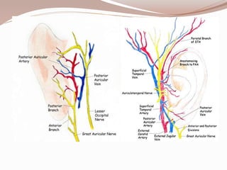ANATOMY OF EAR.pptx