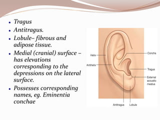 ANATOMY OF EAR.pptx