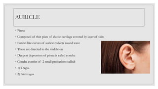 ANATOMY OF EAR.pptx