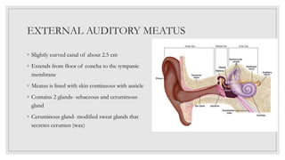 ANATOMY OF EAR.pptx