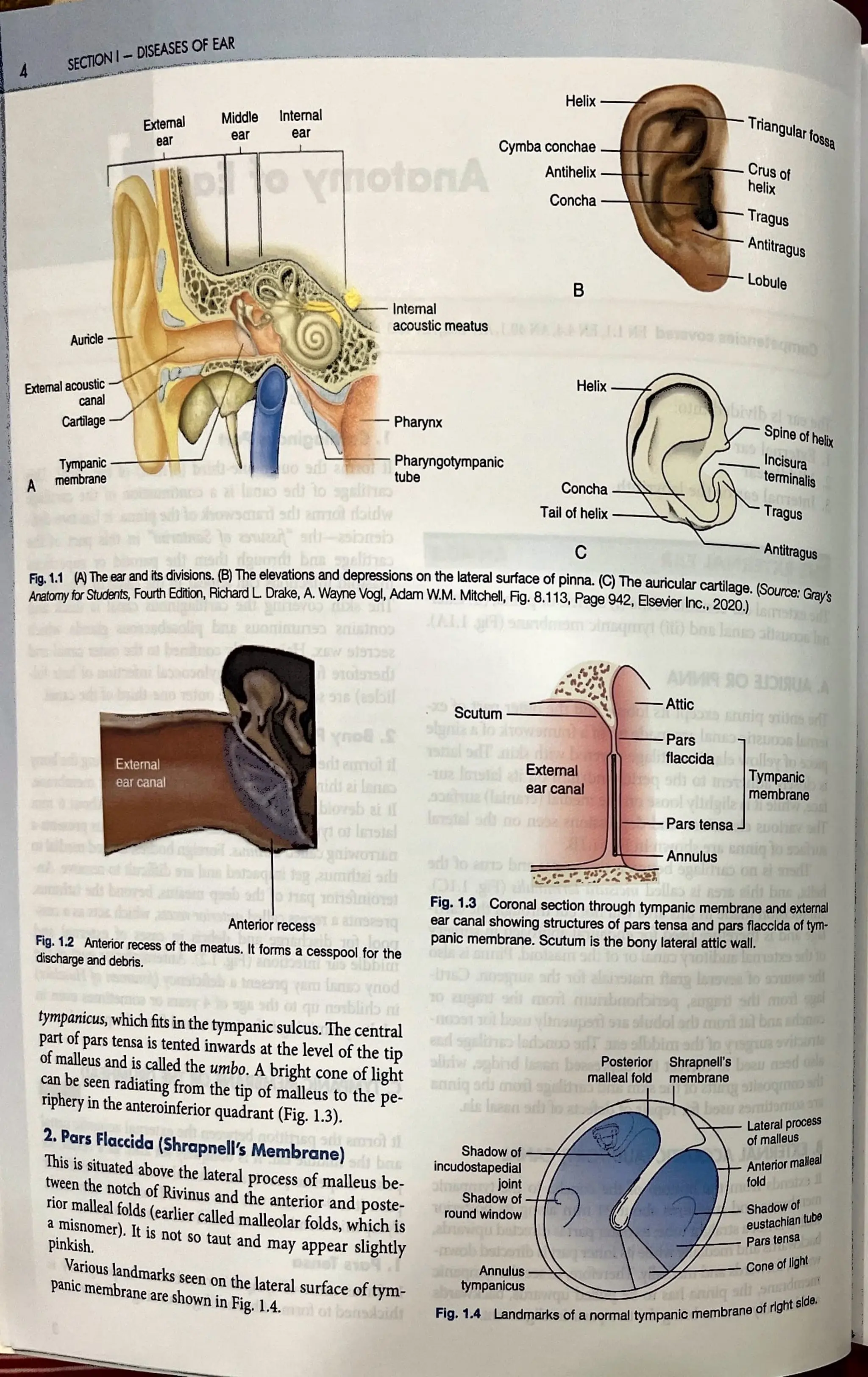 Anatomy of Ear.pdf