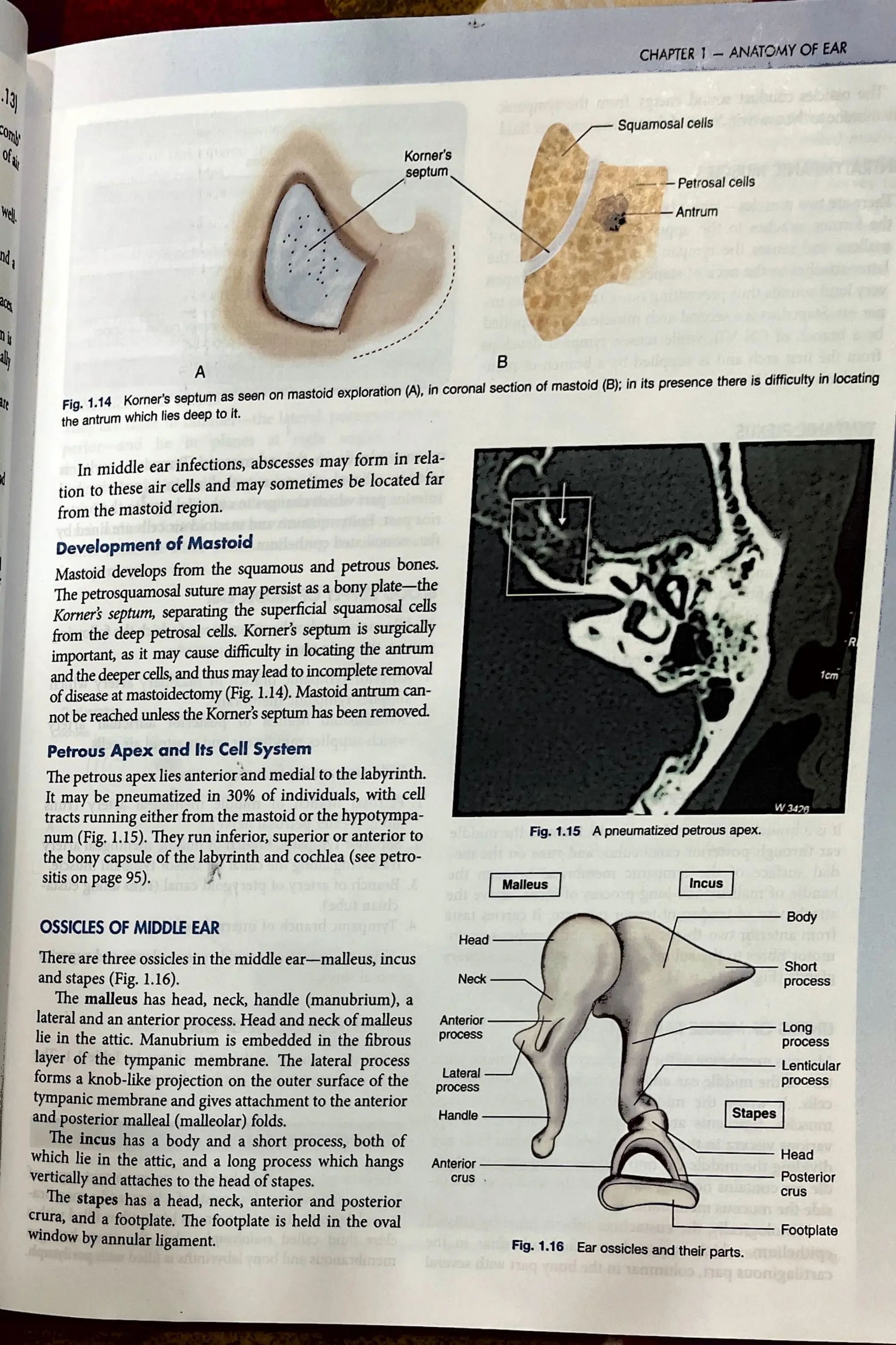 Anatomy of Ear.pdf