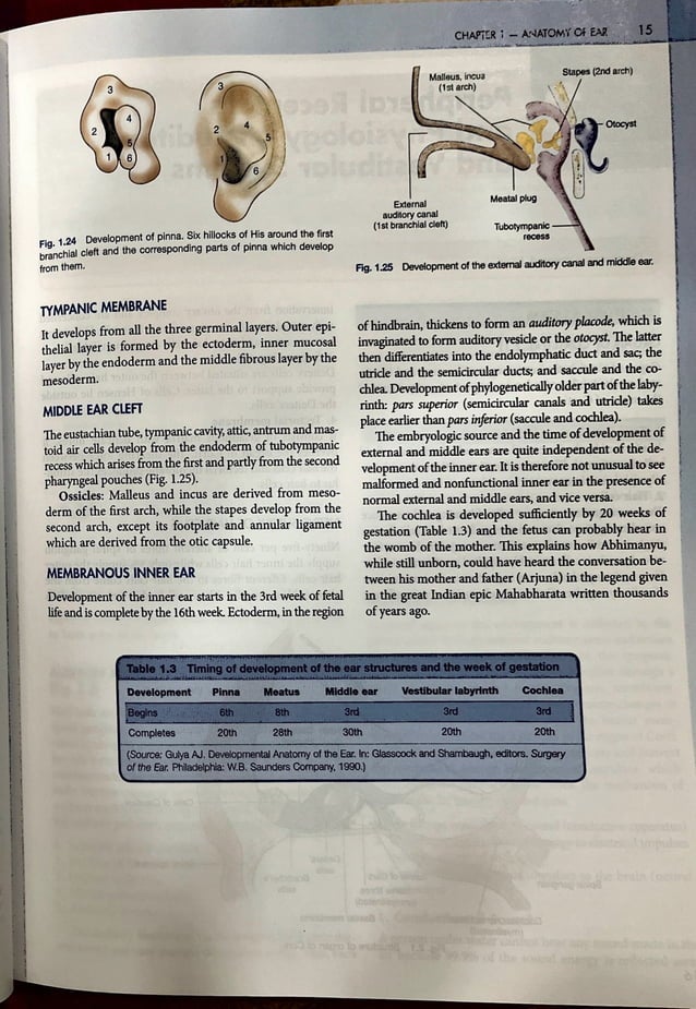 Anatomy of Ear.pdf