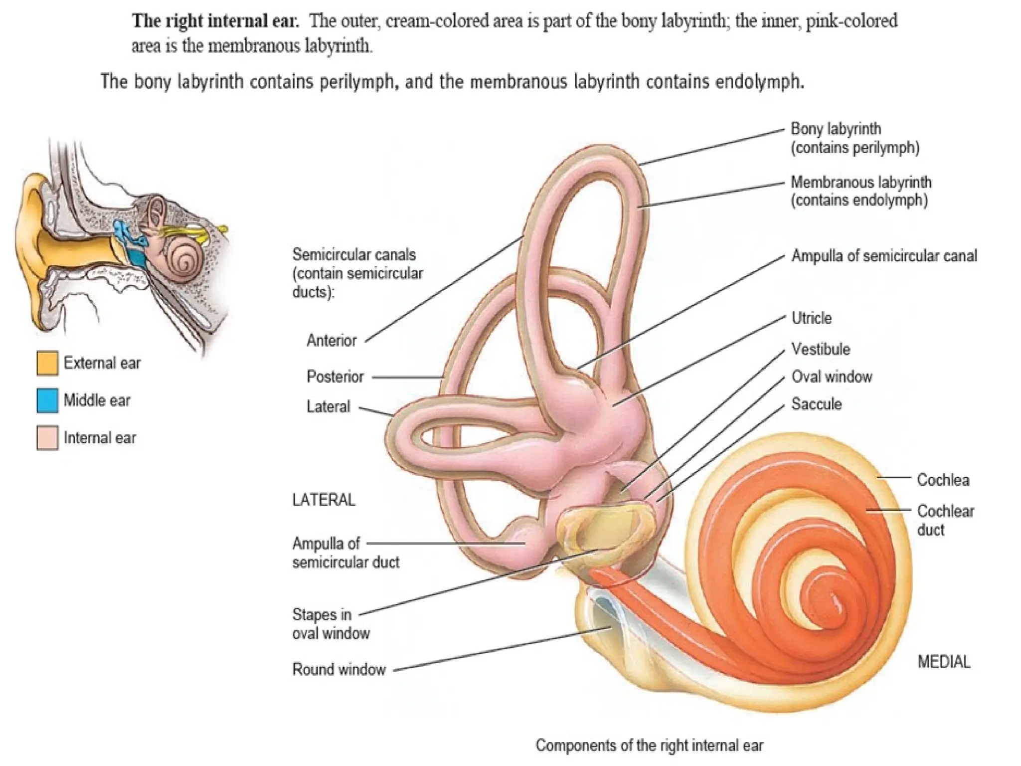 ANATOMY OF EAR WITH DIAGRAMS SHOWING STRUCTURES.pptx