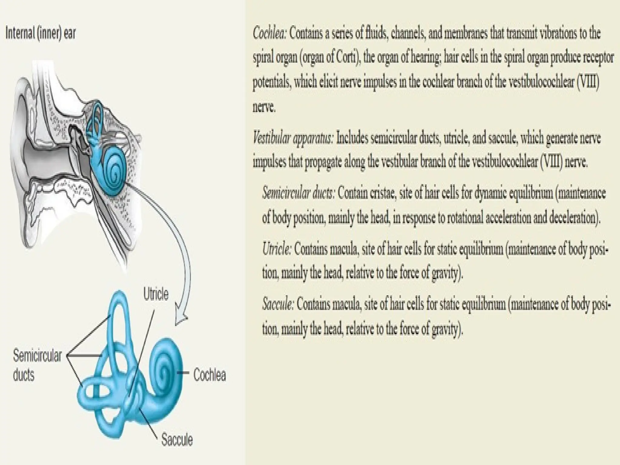 ANATOMY OF EAR WITH DIAGRAMS SHOWING STRUCTURES.pptx