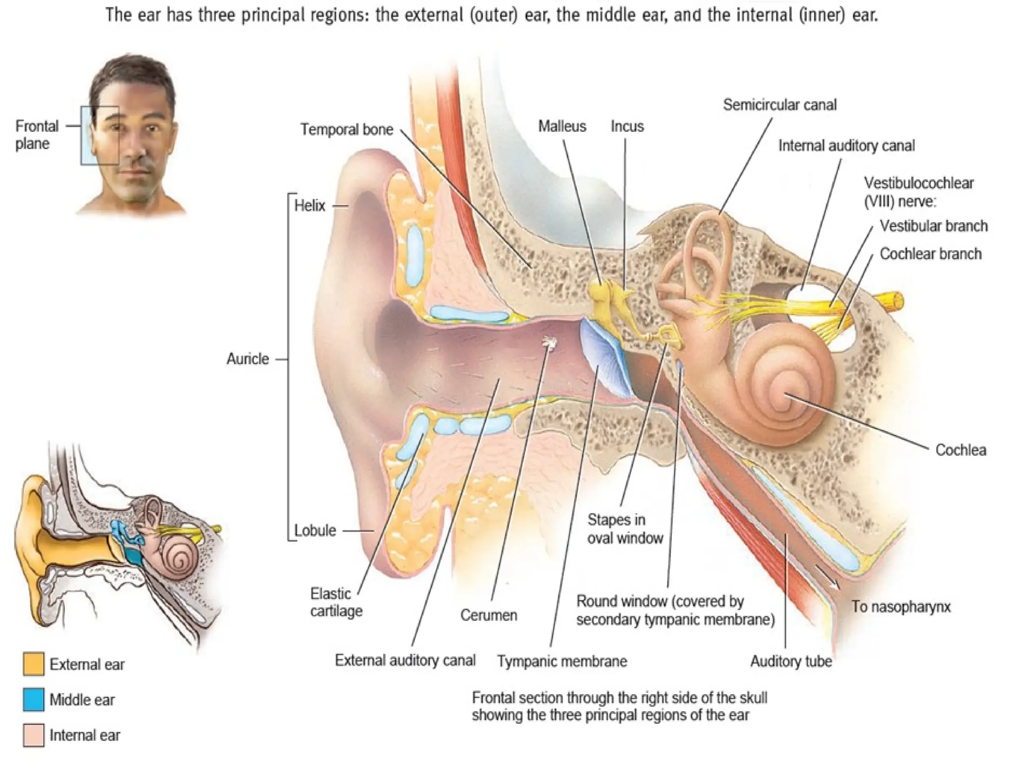 ANATOMY OF EAR WITH DIAGRAMS SHOWING STRUCTURES.pptx