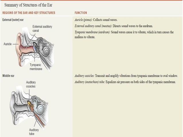 ANATOMY OF EAR WITH DIAGRAMS SHOWING STRUCTURES.pptx