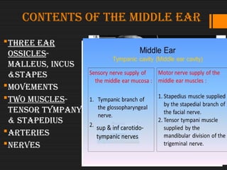 Anatomy of Ear in first year mbbs students | PPTX