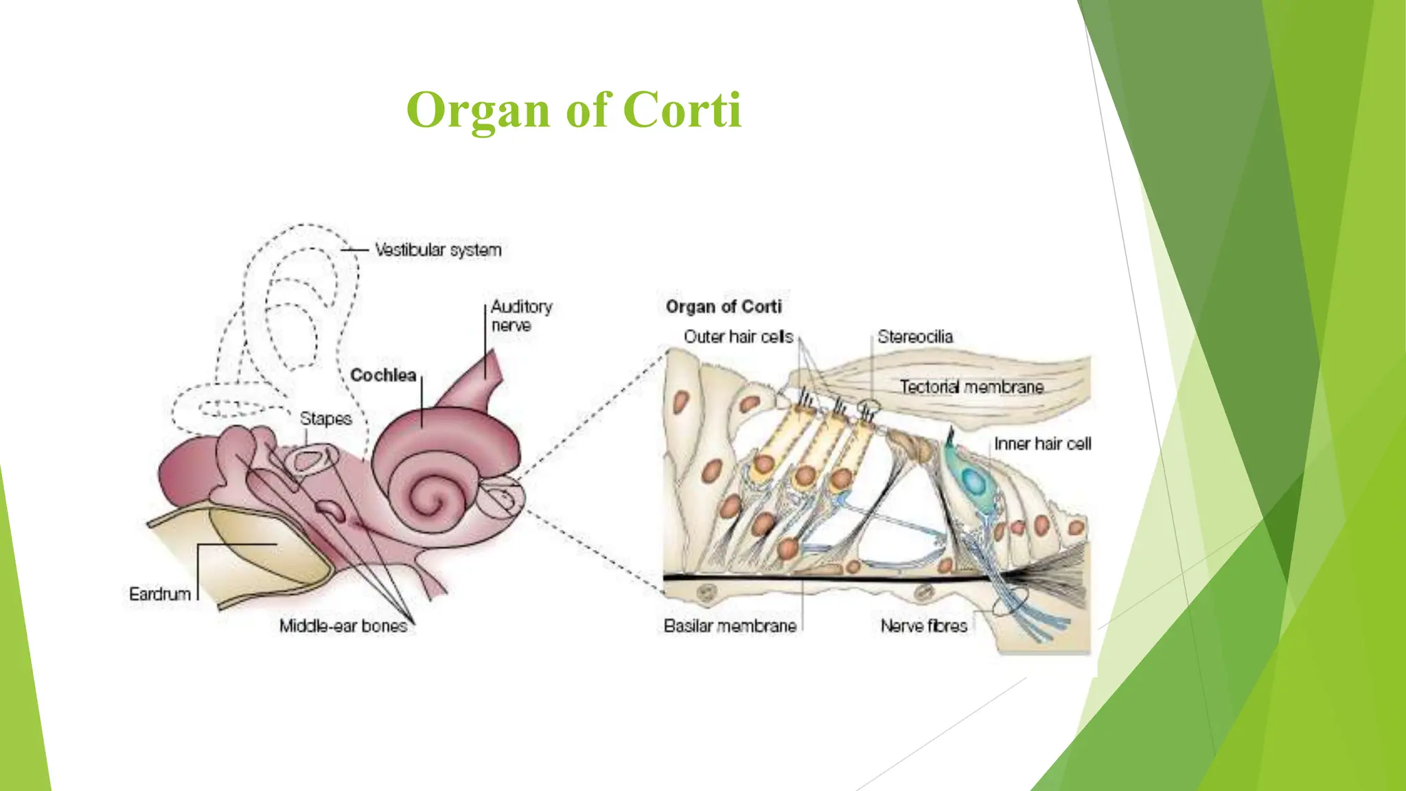 Anatomy of ear BY Ms.Sapna Rani | PPTX | Digital Audio | Computer Software and Applications