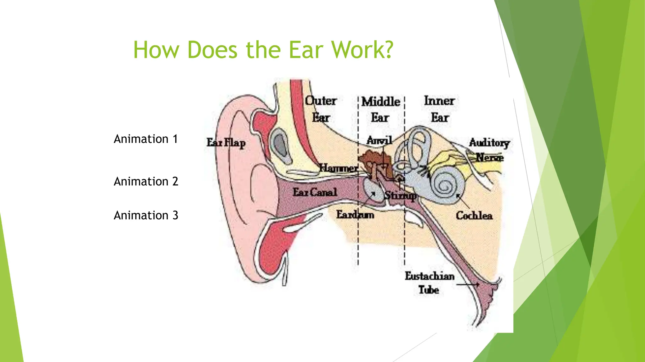 Anatomy of ear BY Ms.Sapna Rani | PPTX | Digital Audio | Computer Software and Applications