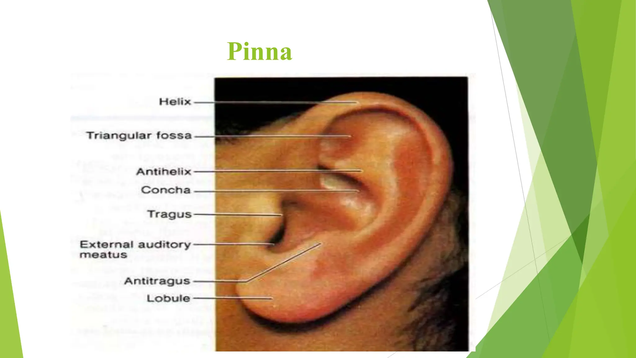 Anatomy of ear BY Ms.Sapna Rani | PPTX | Digital Audio | Computer Software and Applications