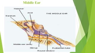 Anatomy of ear BY Ms.Sapna Rani | PPTX