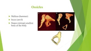 Anatomy of ear BY Ms.Sapna Rani | PPTX