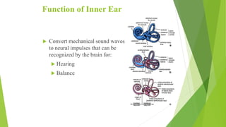 Anatomy of ear BY Ms.Sapna Rani | PPTX | Digital Audio | Computer ...
