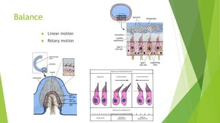 Anatomy of ear BY Ms.Sapna Rani | PPTX | Digital Audio | Computer ...