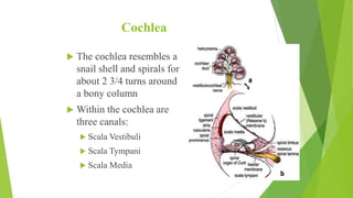 Anatomy of ear BY Ms.Sapna Rani | PPTX | Digital Audio | Computer ...