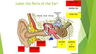 Anatomy of ear BY Ms.Sapna Rani | PPTX