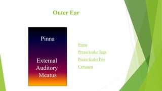 Anatomy of ear BY Ms.Sapna Rani | PPTX