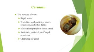 Anatomy of ear BY Ms.Sapna Rani | PPTX | Digital Audio | Computer ...