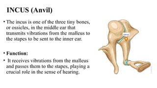 COMPLETE ANATOMY OF HUMAN EAR (LECTURE # 2).pptx
