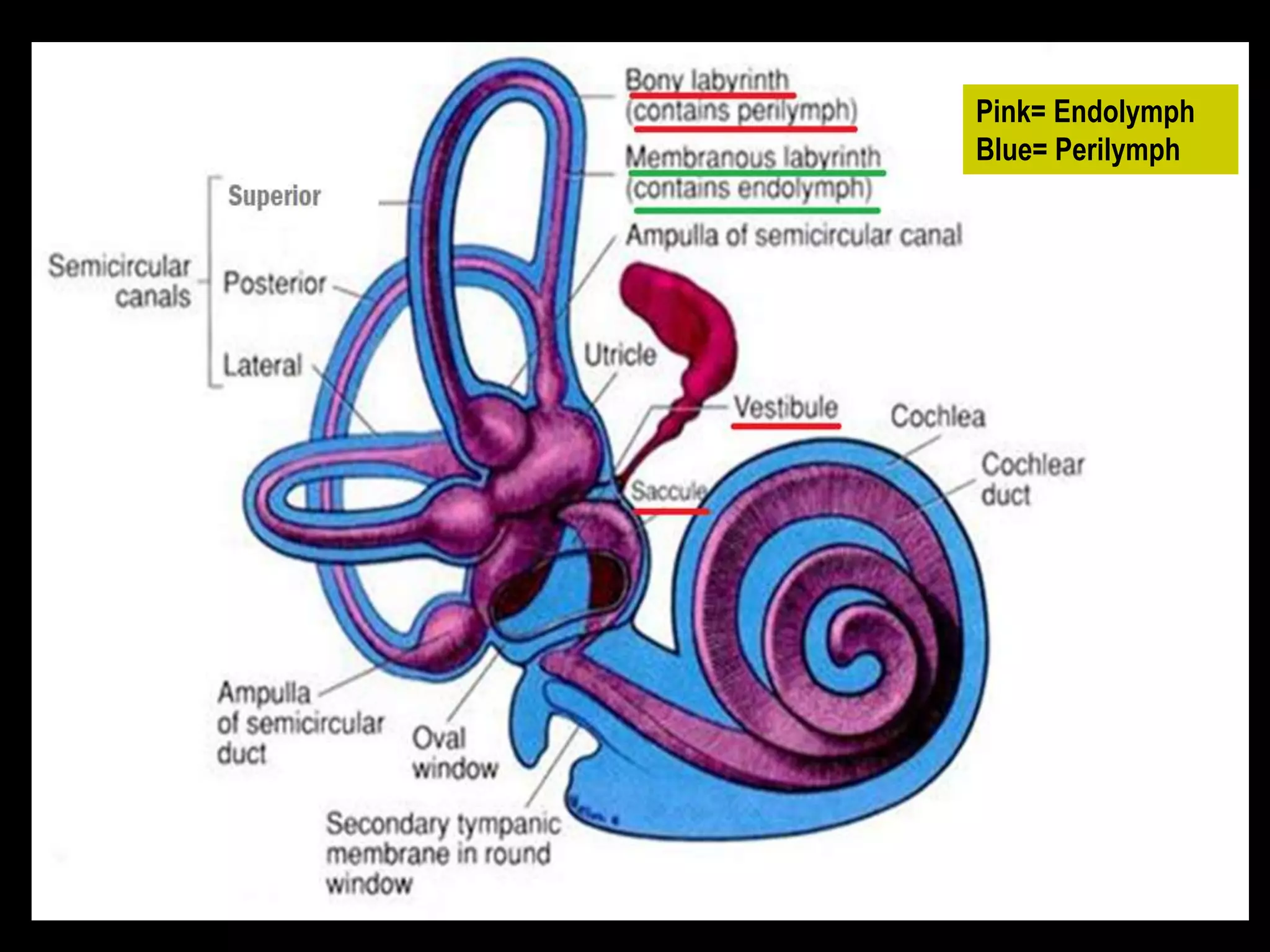 Anatomy of ear and mastoid | PPT