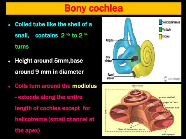 Anatomy of ear and mastoid | PPT