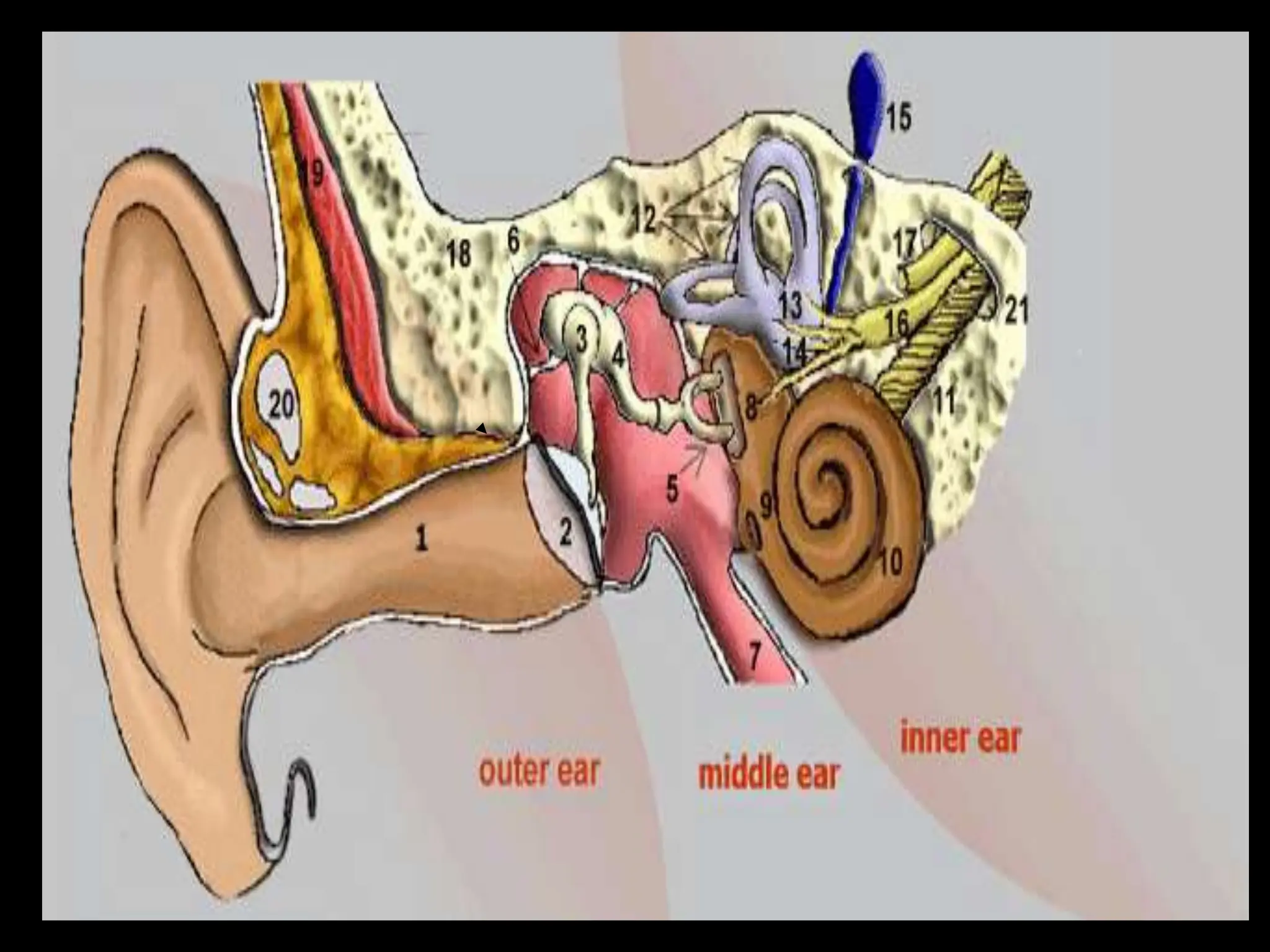 Anatomy of ear and mastoid - Dr. Krishna Koirala | PPT