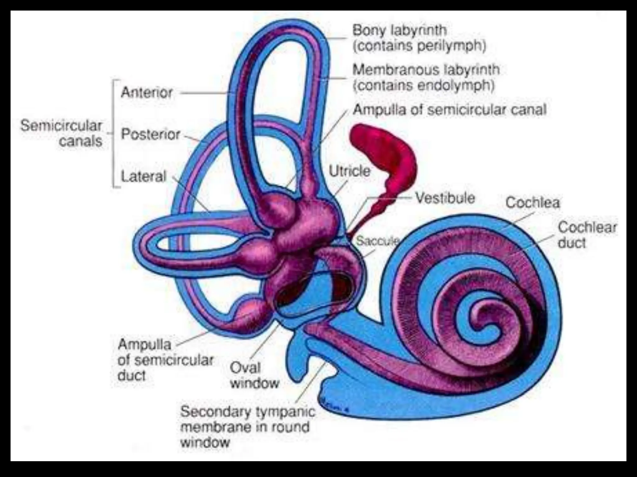 Anatomy of ear and mastoid - Dr. Krishna Koirala | PPT