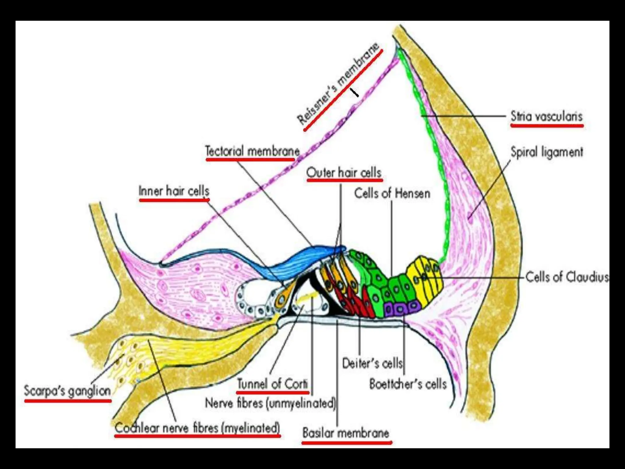 Anatomy of ear and mastoid - Dr. Krishna Koirala | PPT