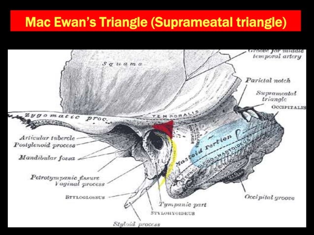 Anatomy of ear and mastoid - Dr. Krishna Koirala | PPT