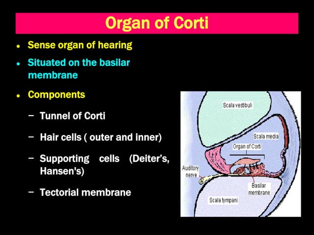 Anatomy of ear and mastoid - Dr. Krishna Koirala | PPT