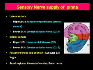 Anatomy of ear and mastoid - Dr. Krishna Koirala | PPT