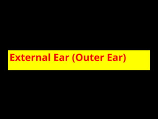 Anatomy of ear and mastoid.ppt //Dr Krishna Koirala | PPT