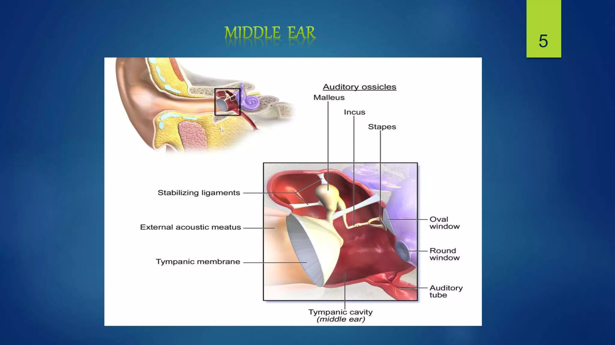 Anatomy of ear and physiology of hearing | PPTX