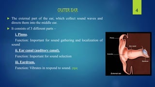 Anatomy of ear and physiology of hearing | PPTX