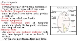 ANATOMY OF EAR AND VCN_031614.pptx ist year mbbs | PPTX