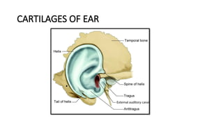 ANATOMY OF EAR AND VCN_031614.pptx ist year mbbs | PPTX