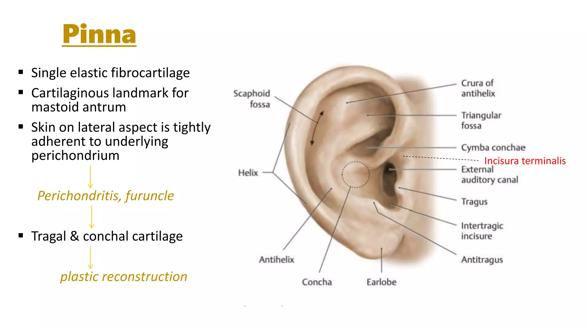 Anatomy of ear for UG.pptx