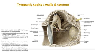 Anatomy of ear for UG.pptx
