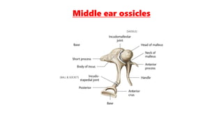 Anatomy of ear for UG.pptx