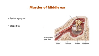 Anatomy of ear for UG.pptx