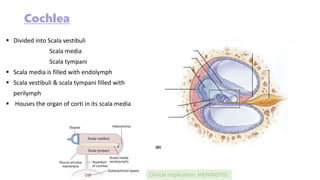 Anatomy of ear for UG.pptx