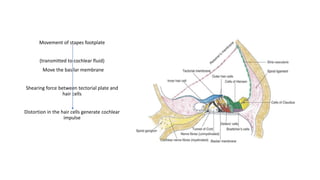 Anatomy of ear for UG.pptx