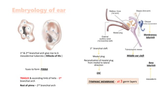 Anatomy of ear for UG.pptx